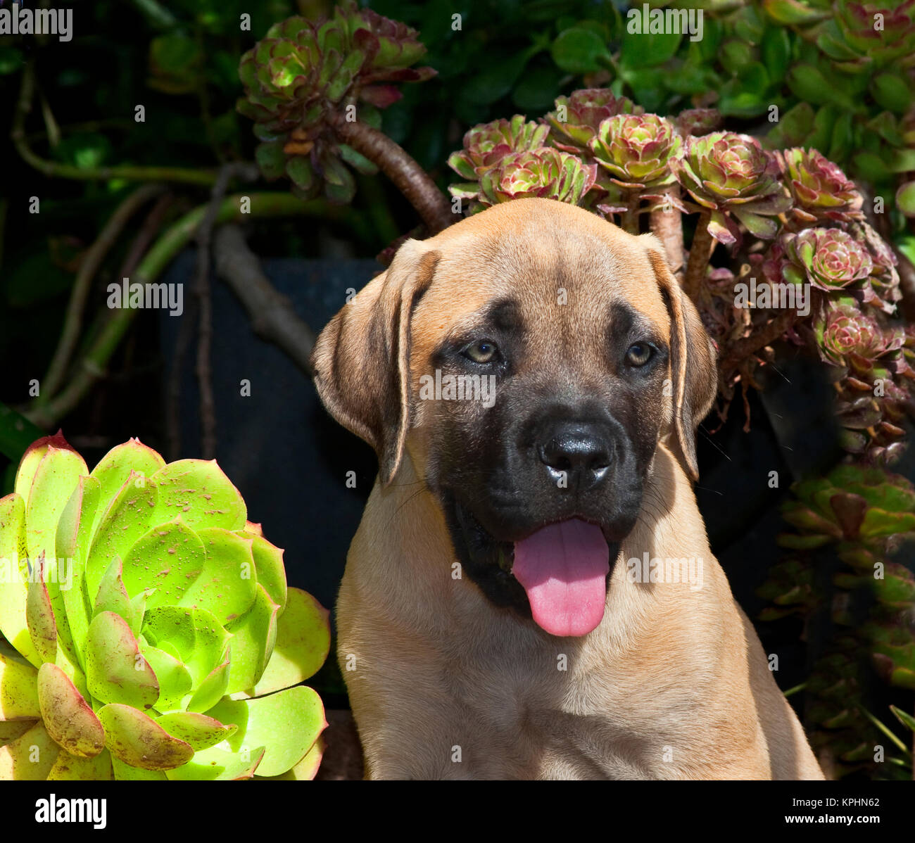 USA, California. Mastiff puppy portrait with succulents Stock Photo - Alamy