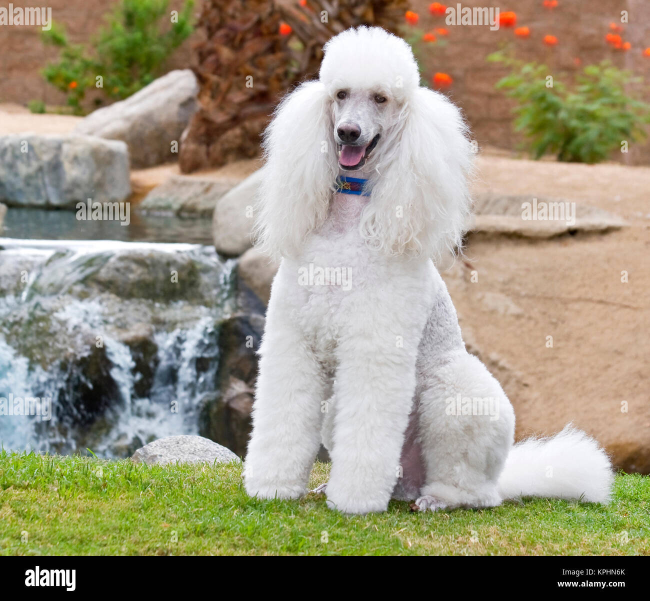 White standard poodle sitting hi-res stock photography and images - Alamy