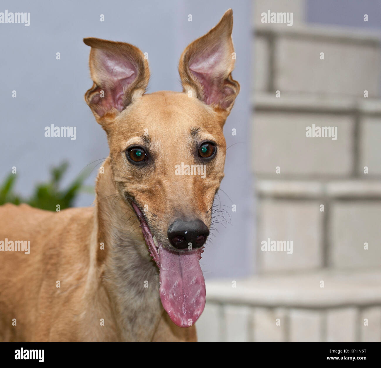 Brown greyhound hi-res stock photography and images - Alamy