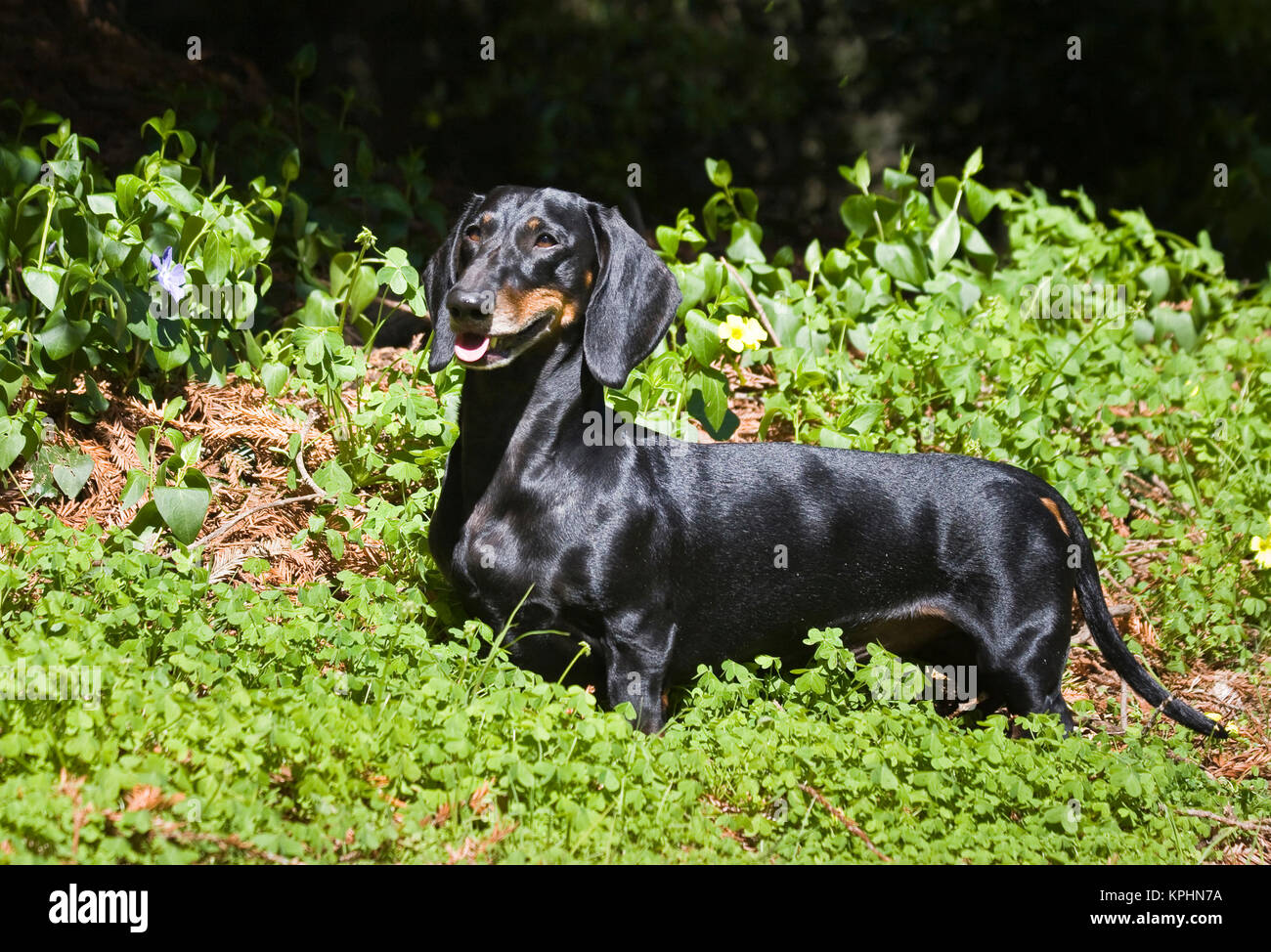 Black And Tan Dachshund Stock Photos & Black And Tan Dachshund Stock ...