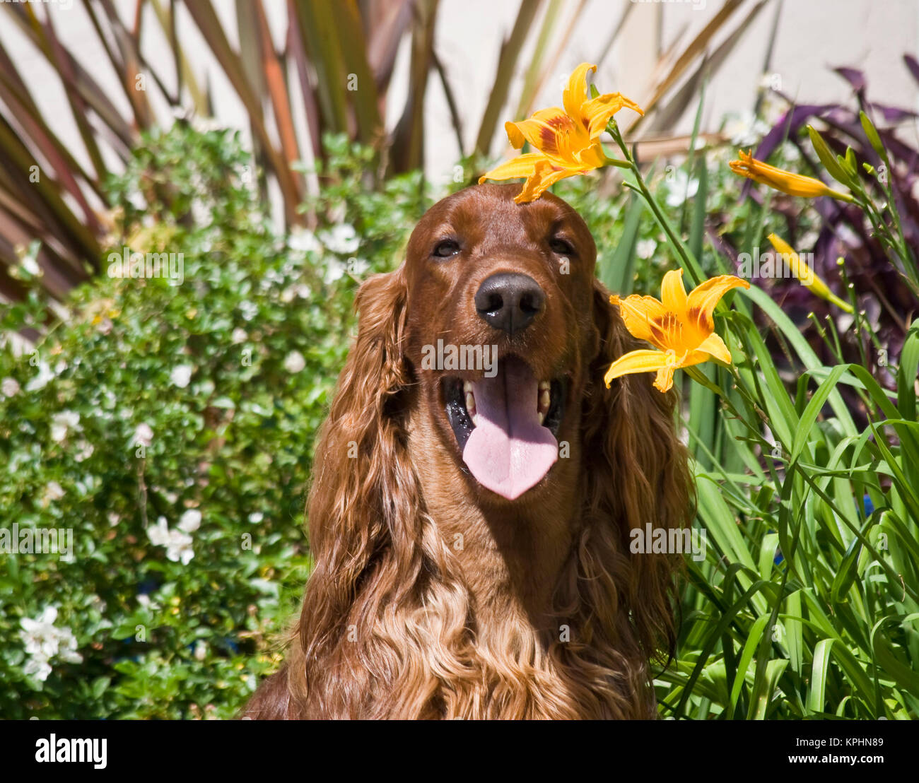 Portrait of an Irish Setter sitting next to yellow flowers Stock Photo ...