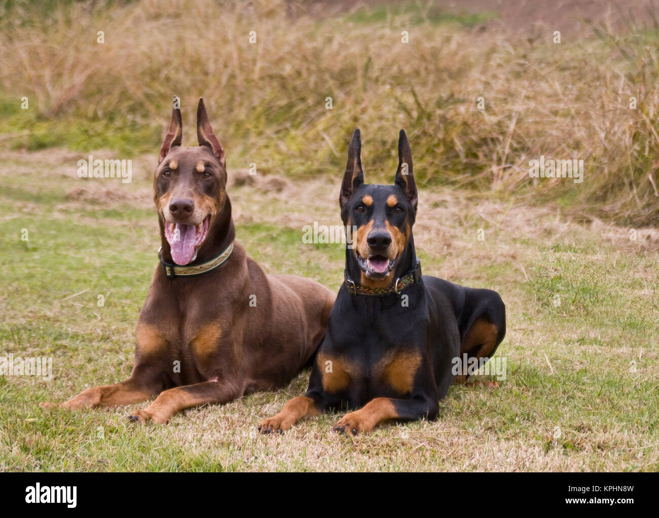 Two Doberman Pinschers lying side by side waiting in a field Stock ...