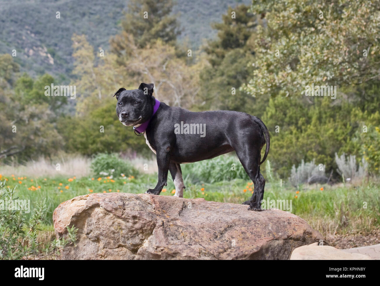 Staffordshire bull terrier standing hi-res stock photography and images ...