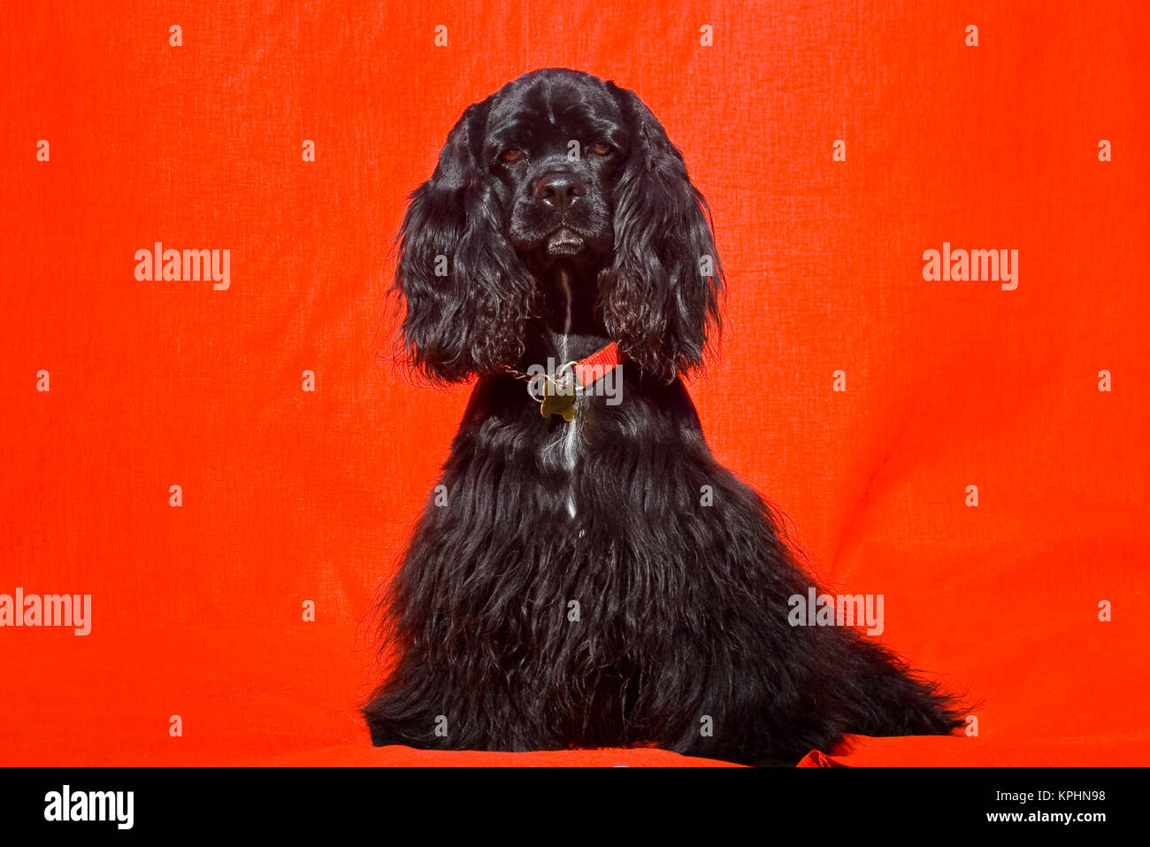 Cocker Spaniel sitting against red background with red collar on Stock ...