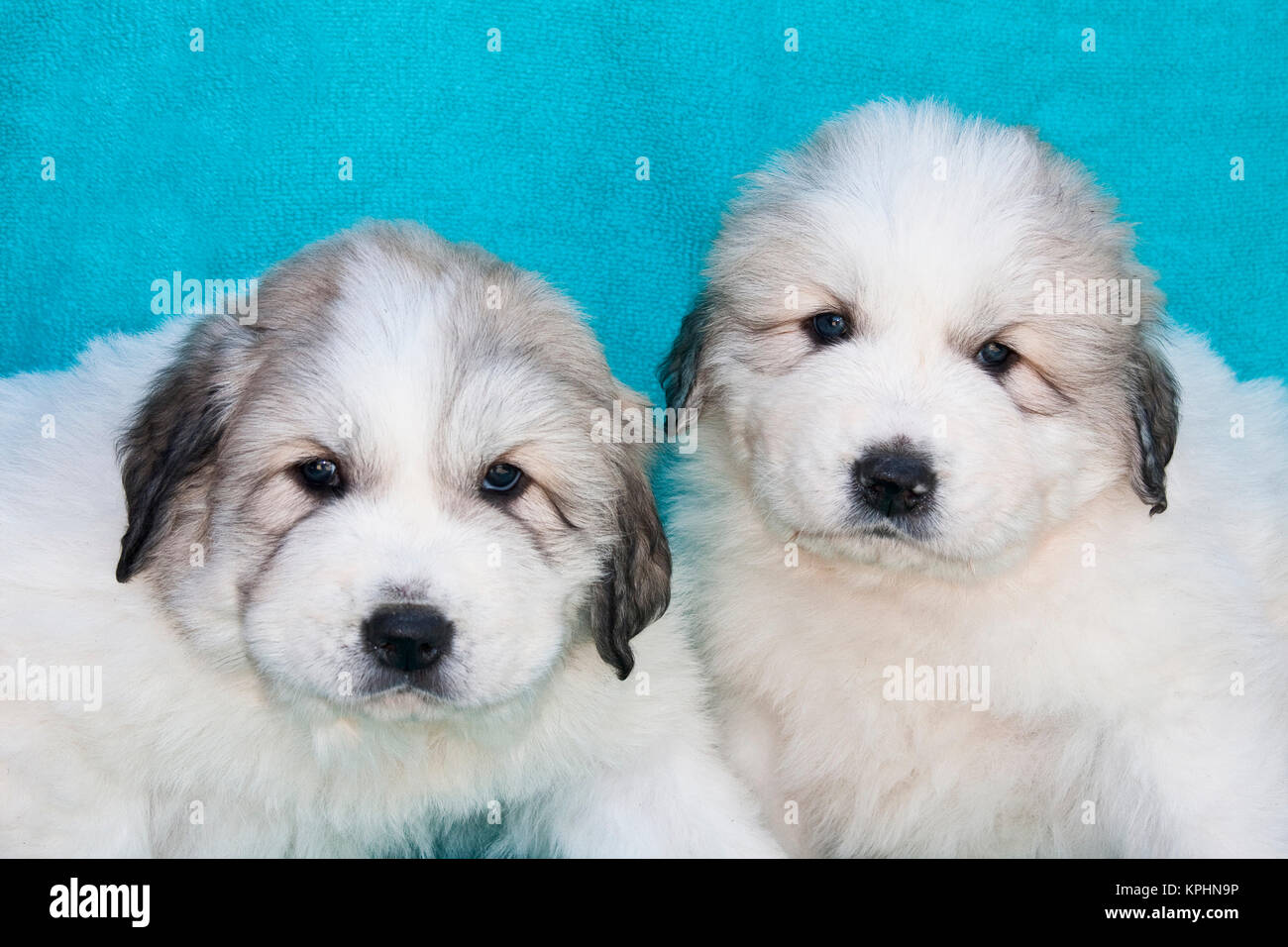 Chien des pyrenees hi-res stock photography and images - Alamy
