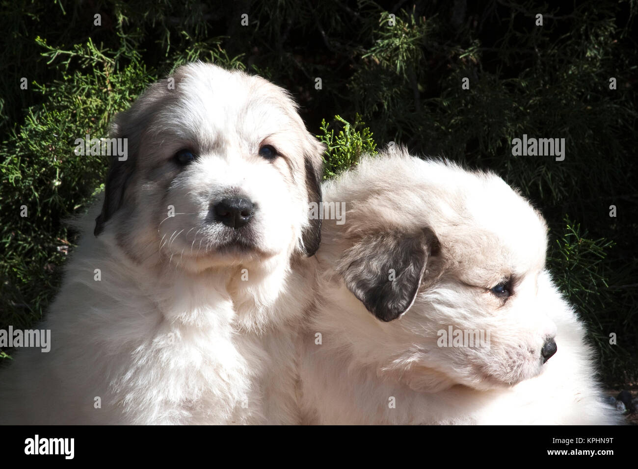 Two Great Pyrenees puppies sitting together in front of a Juniper tree ...