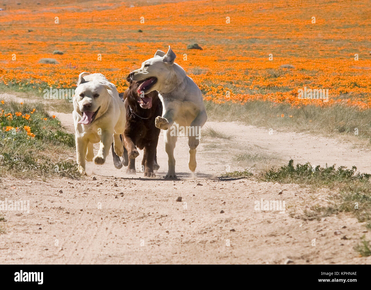 Three labrador retrievers hi-res stock photography and images - Alamy