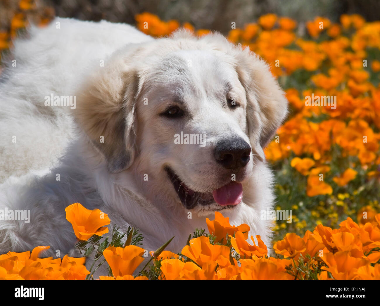 A Great Pyrenees lying in a field of wild Poppy flowers at Antelope ...