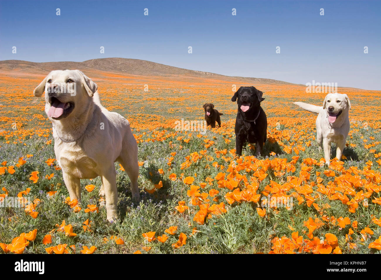Four Labrador Retrievers standing in a field of poppies at Antelope ...