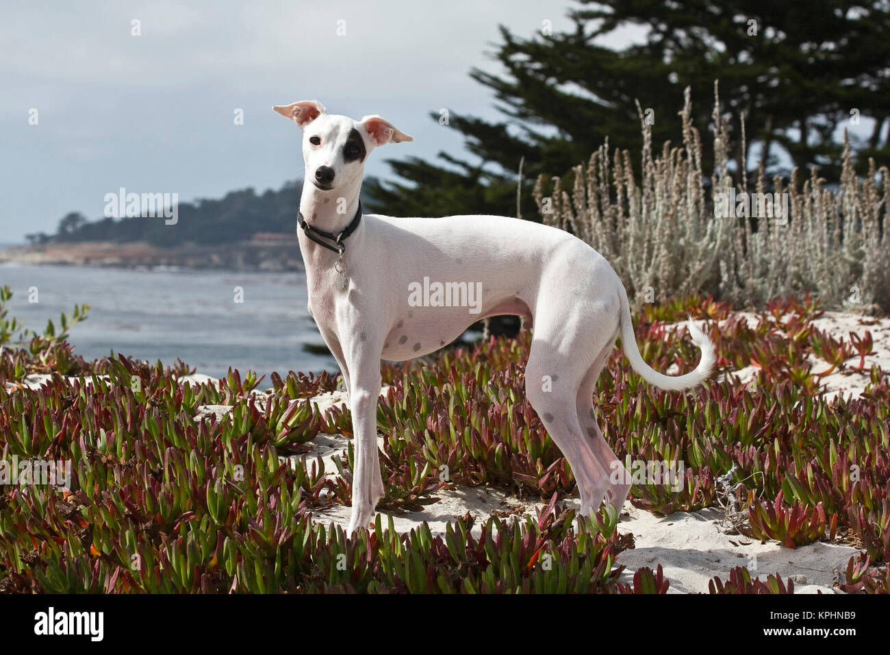 White greyhound hi-res stock photography and images - Alamy
