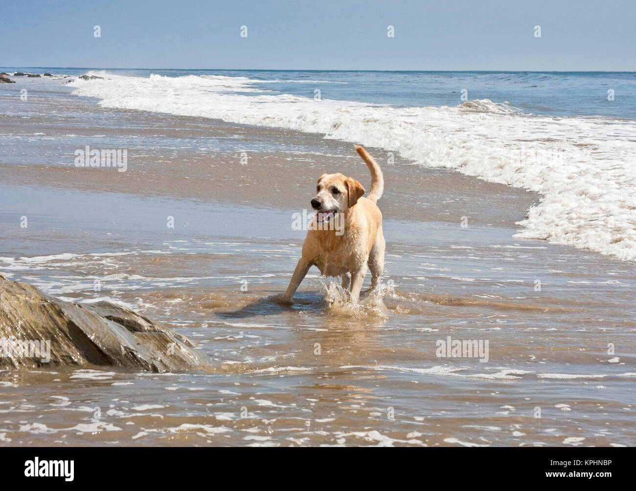 A Yellow Labrador Retriever standing in the surf at Hendrey's Beach in ...
