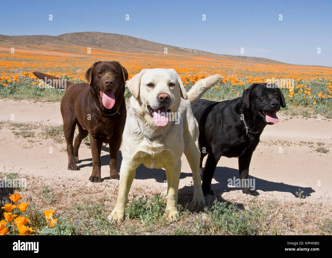 Labrador retrievers three colors hi-res stock photography and images ...