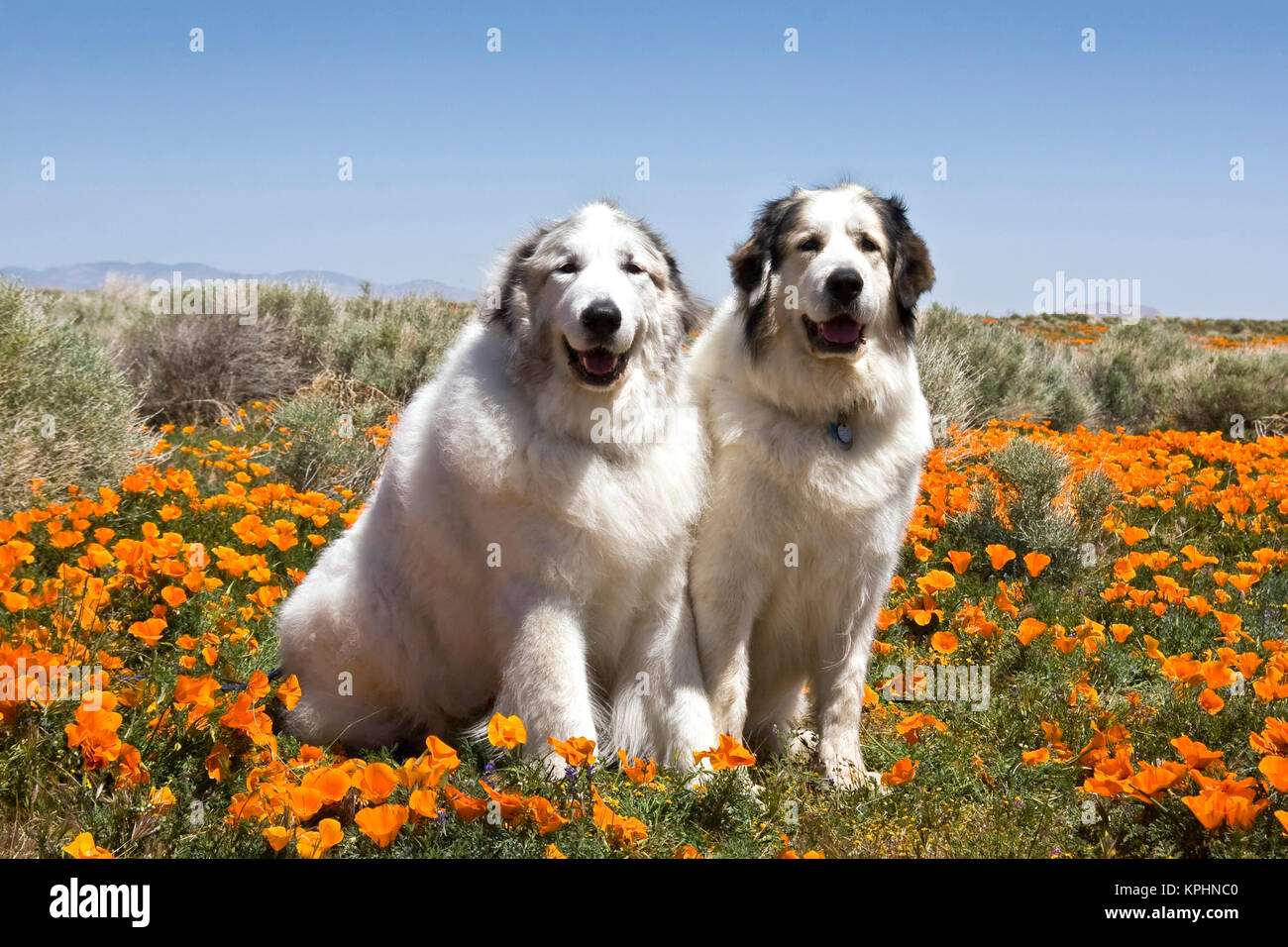 Two Great Pyrenees sitting together in a field of wild Poppy flowers in ...
