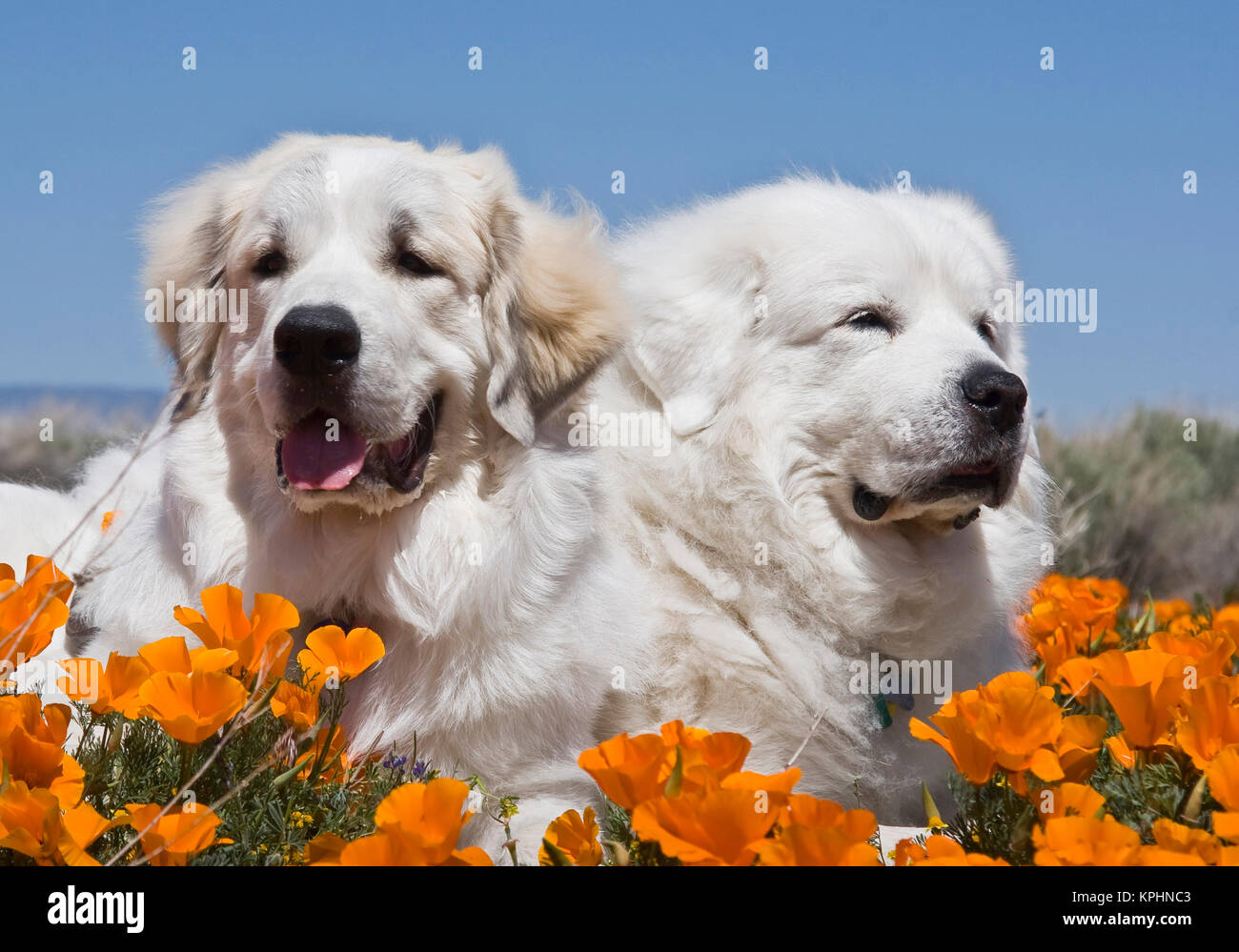 Portrait of two Great Pyrenees lying in a field of wild Poppy flowers ...