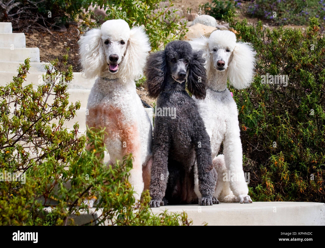 White standard poodle sitting hi-res stock photography and images - Alamy