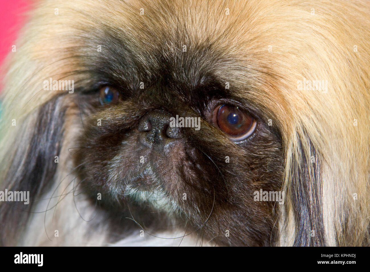 USA, California. Pekingese close up Stock Photo - Alamy
