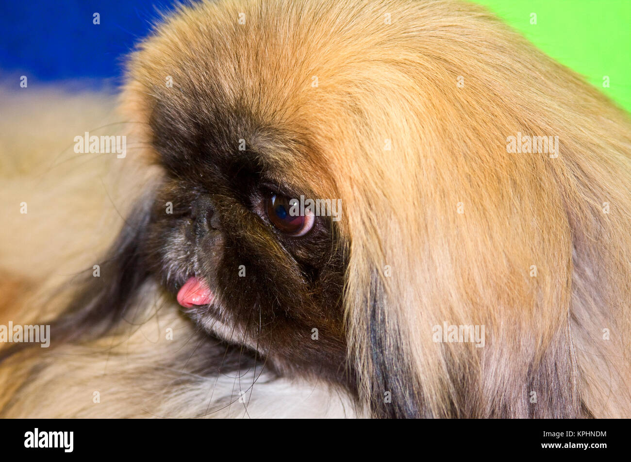USA, California. Pekingese profile Stock Photo - Alamy