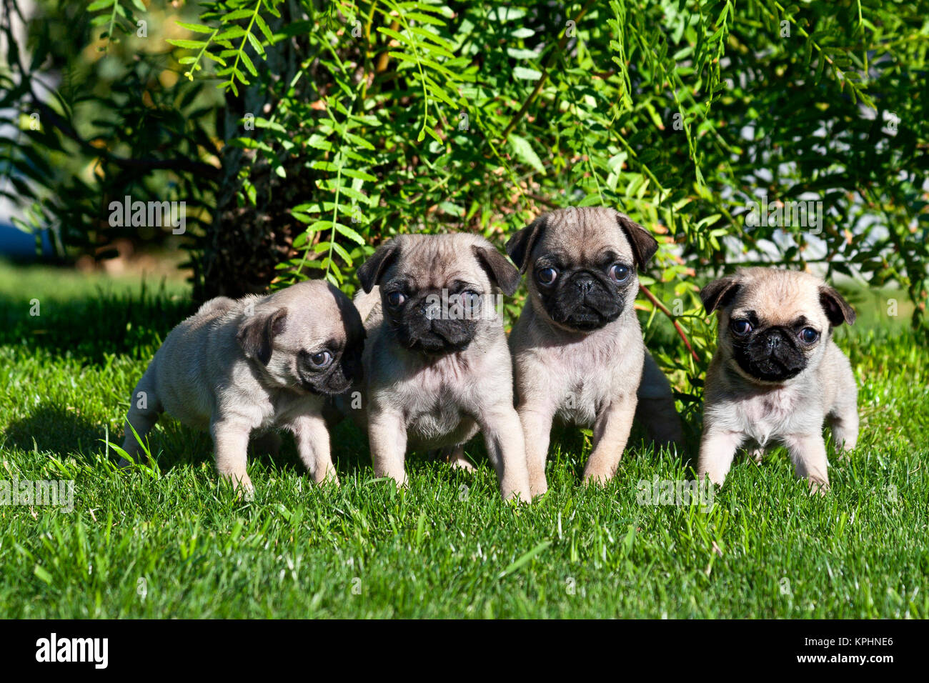 USA, California. Pup puppies all lined up Stock Photo - Alamy