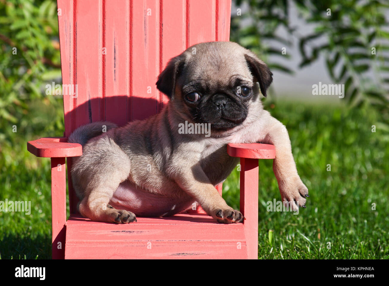 USA, California. Pug puppy slouching on a little red lawn chair Stock ...