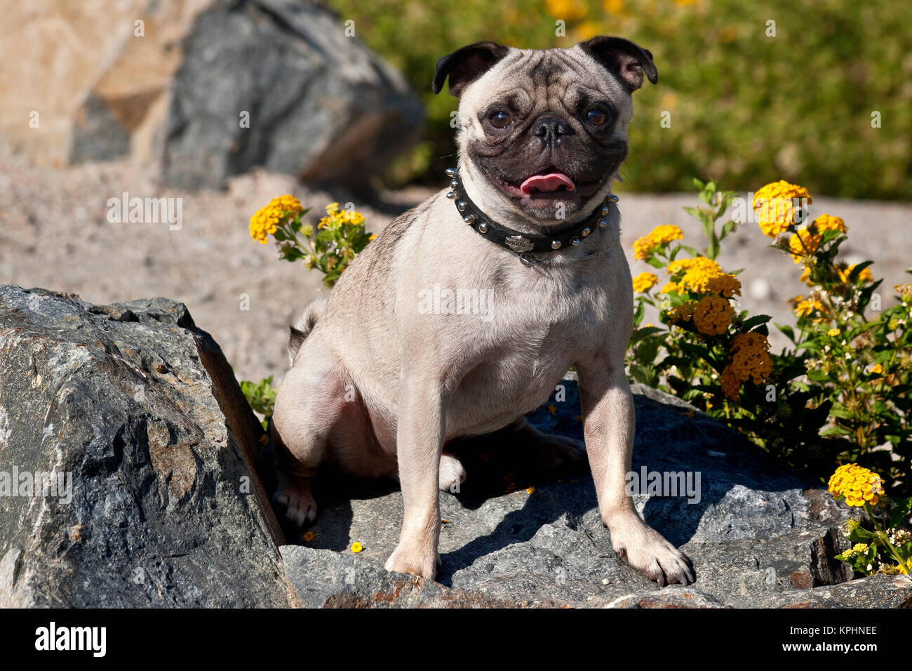USA, California. Pug sitting on boulder Stock Photo - Alamy