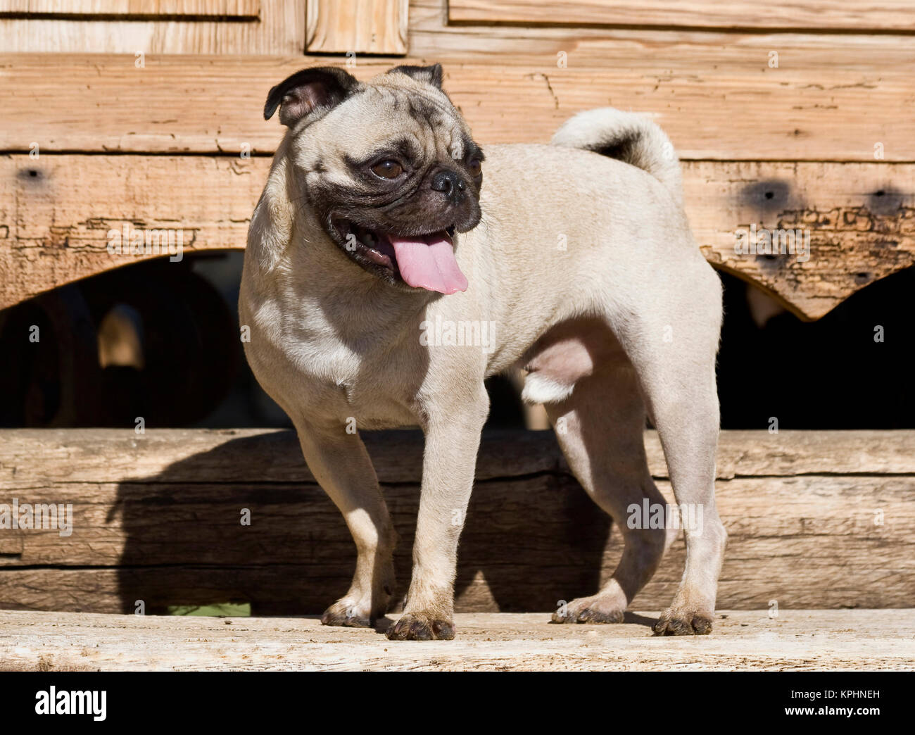 Pug standing hi-res stock photography and images - Alamy