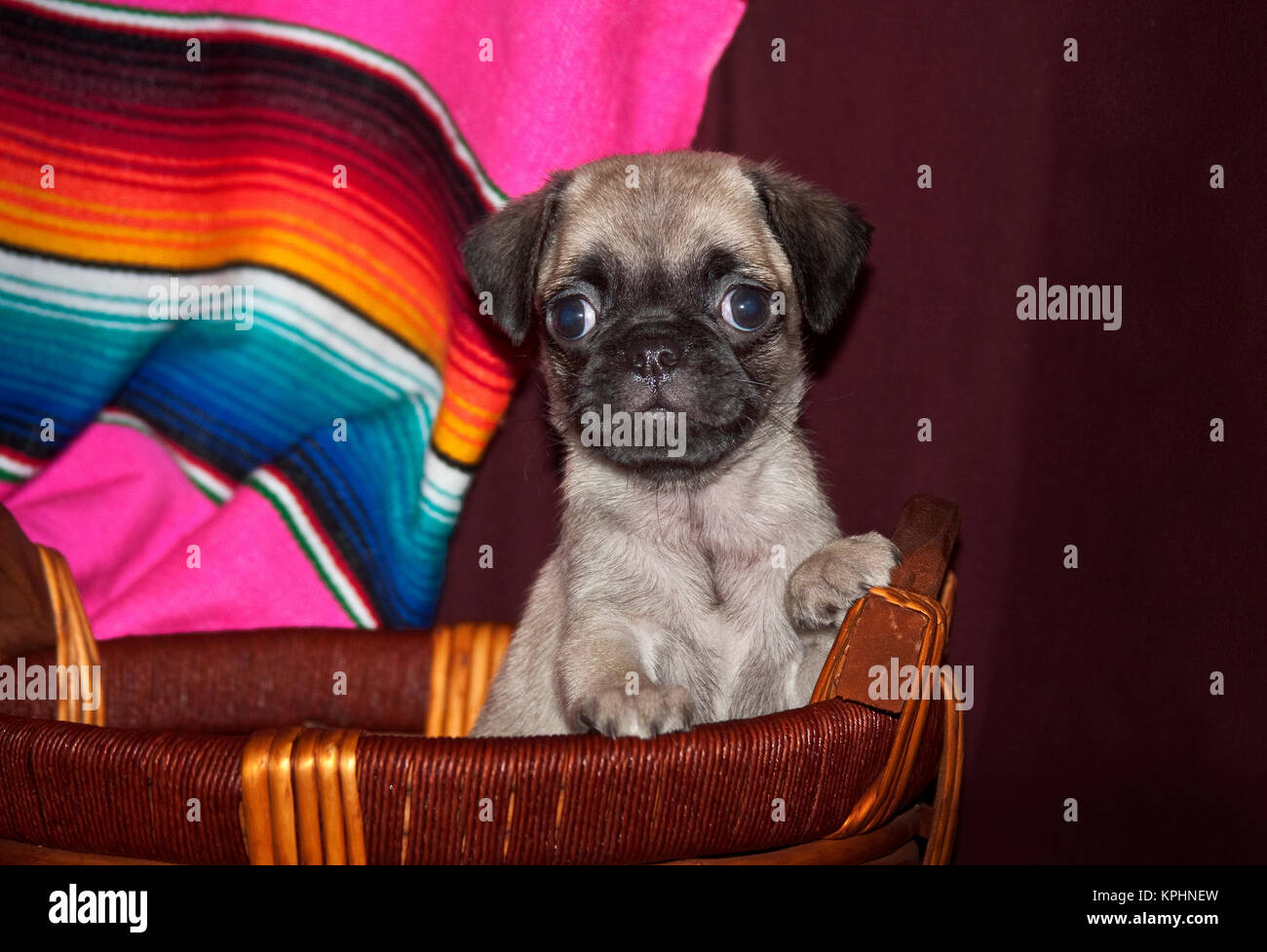 Puppy surprise toy hi-res stock photography and images - Alamy