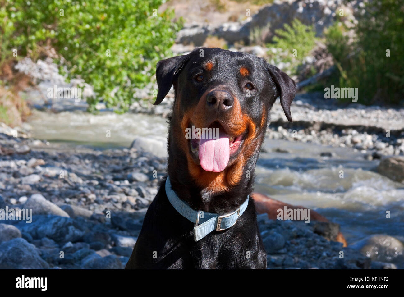 USA, California. Rottweiler smiling Stock Photo - Alamy