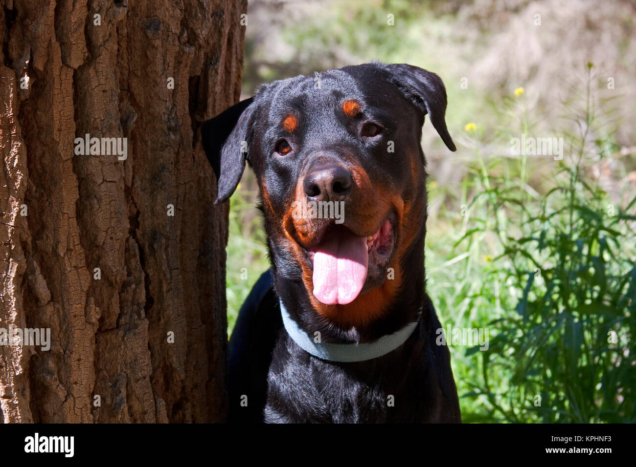 USA, California. Rottweiler by a tree Stock Photo - Alamy