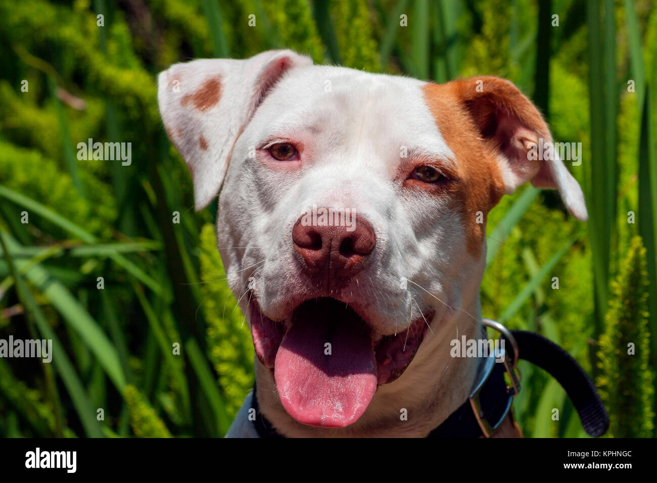 American Pit Bull portrait Stock Photo - Alamy