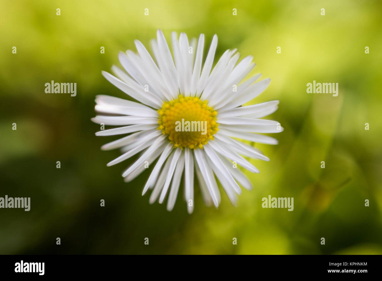 Goose flower fuzzy Stock Photo - Alamy