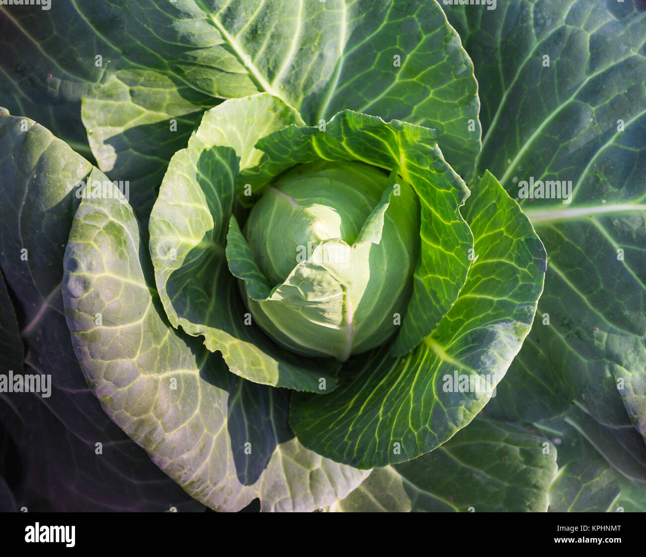 pointed cabbage head Stock Photo - Alamy