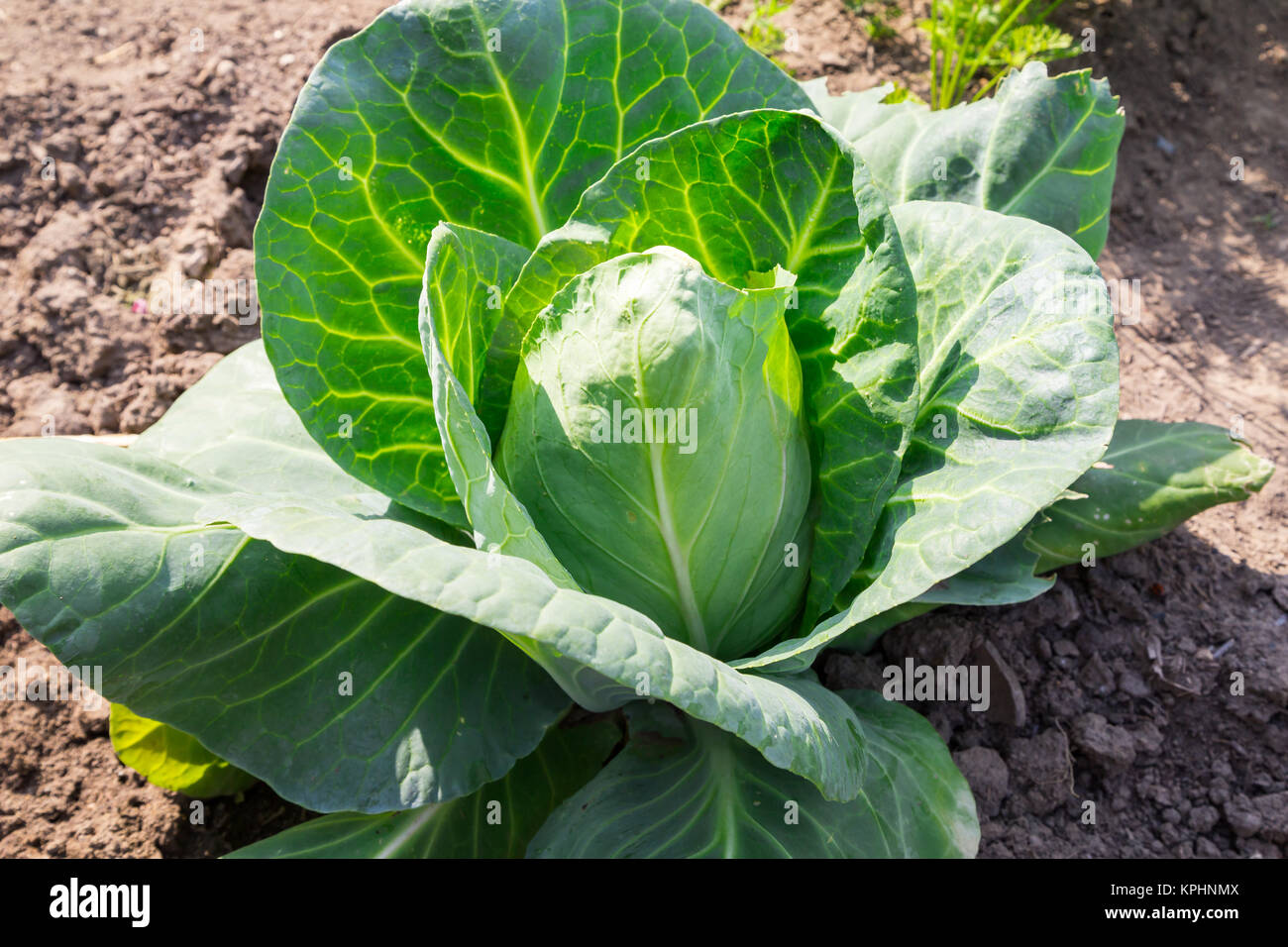 pointed cabbage in the garden Stock Photo - Alamy