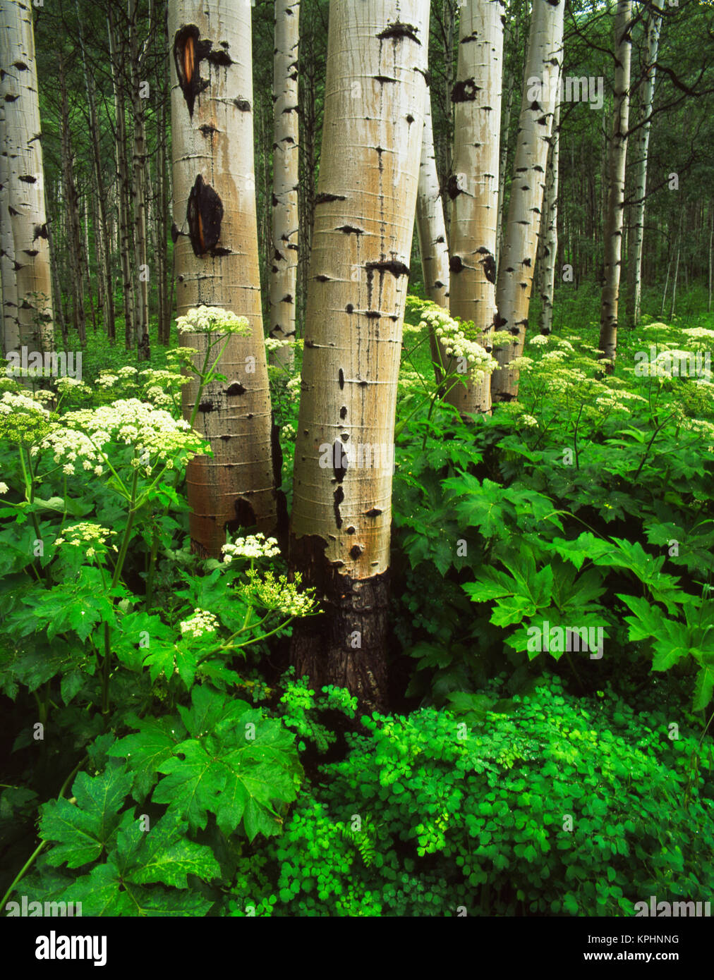 USA, Colorado, Aspen trees (populus tremuloides) and Cow Parsnip ...