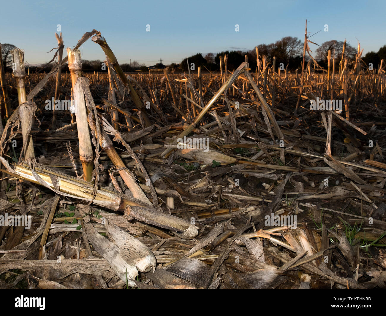 Remains corn field hi-res stock photography and images - Alamy
