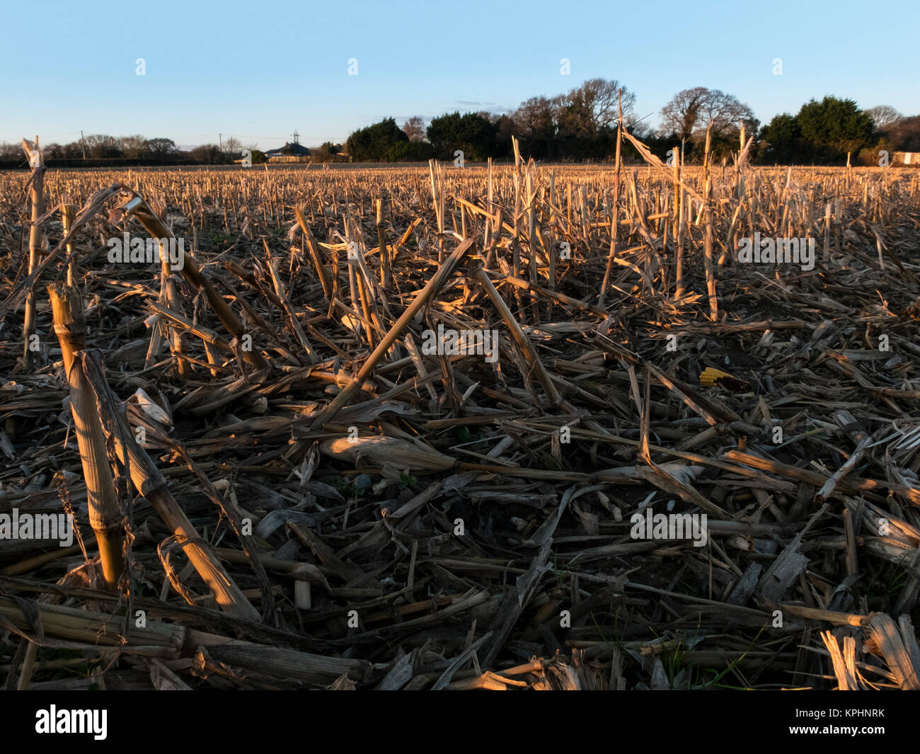 Edge maize field plants hi-res stock photography and images - Alamy