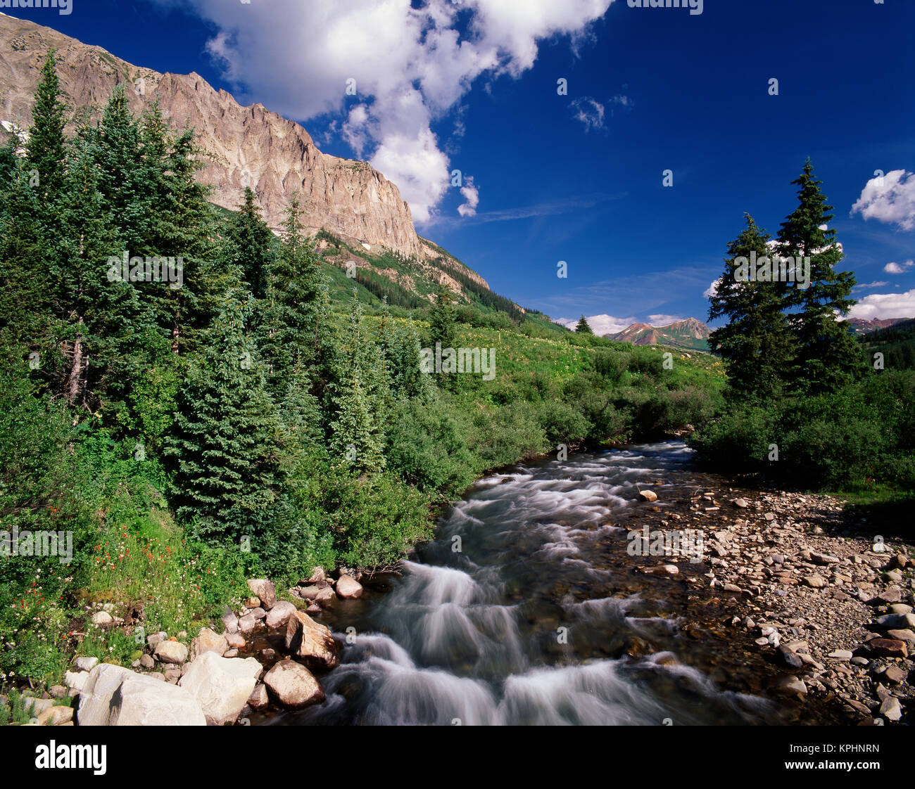 USA, Colorado, Gunnison National Forest, Stream flowing through trees ...