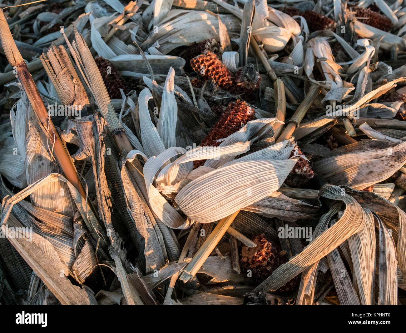 Spoiled harvest hi-res stock photography and images - Alamy