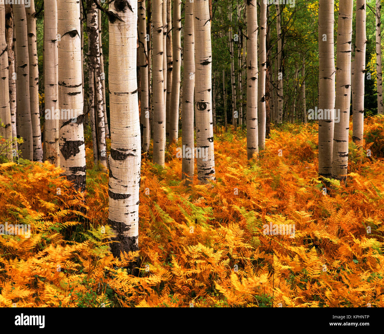 USA, Colorado, Gunnison National Forest, Stand of Quaking Aspen tree ...