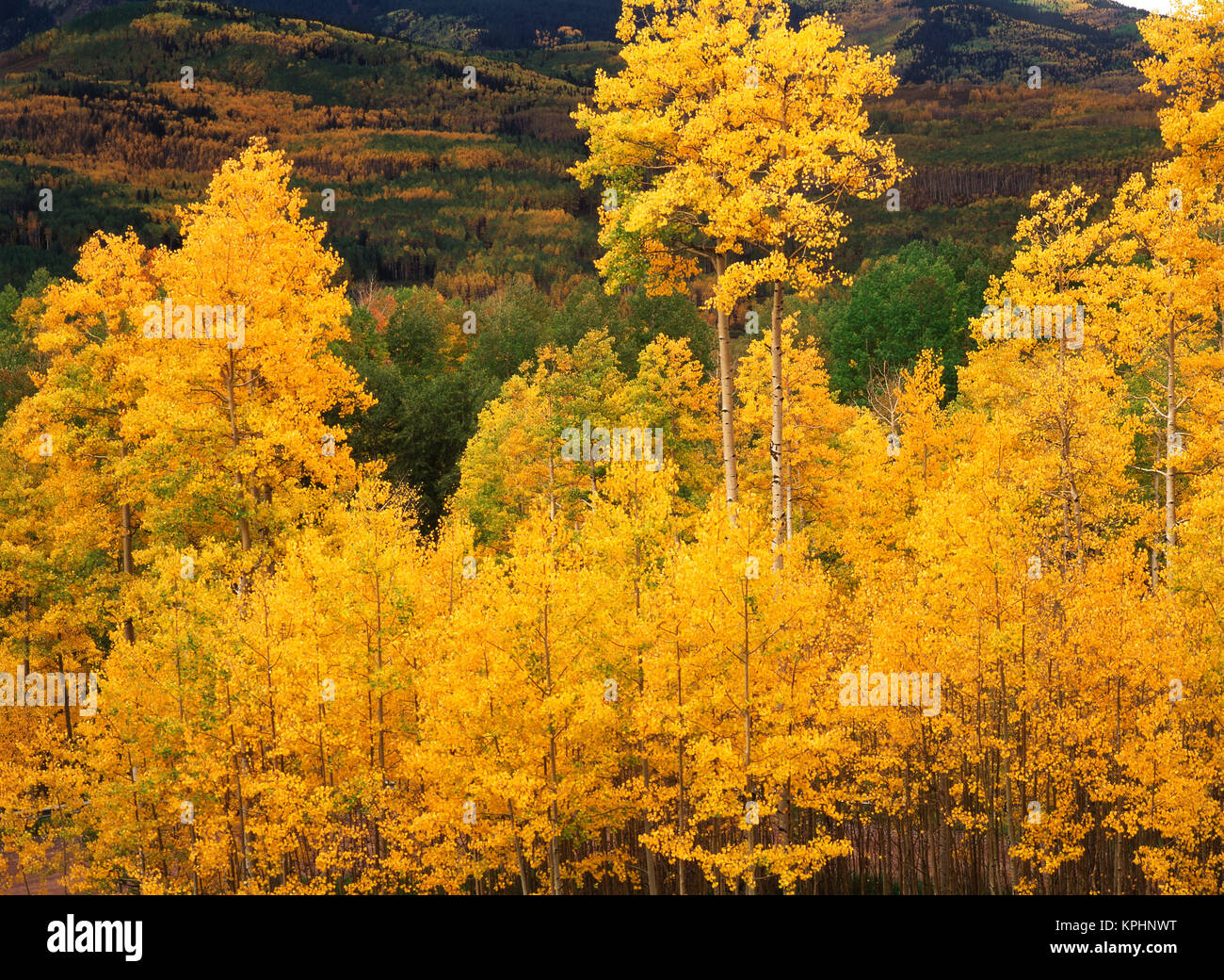 USA, Colorado, Telluride, View of autumn Aspen grove on mountain (Large ...