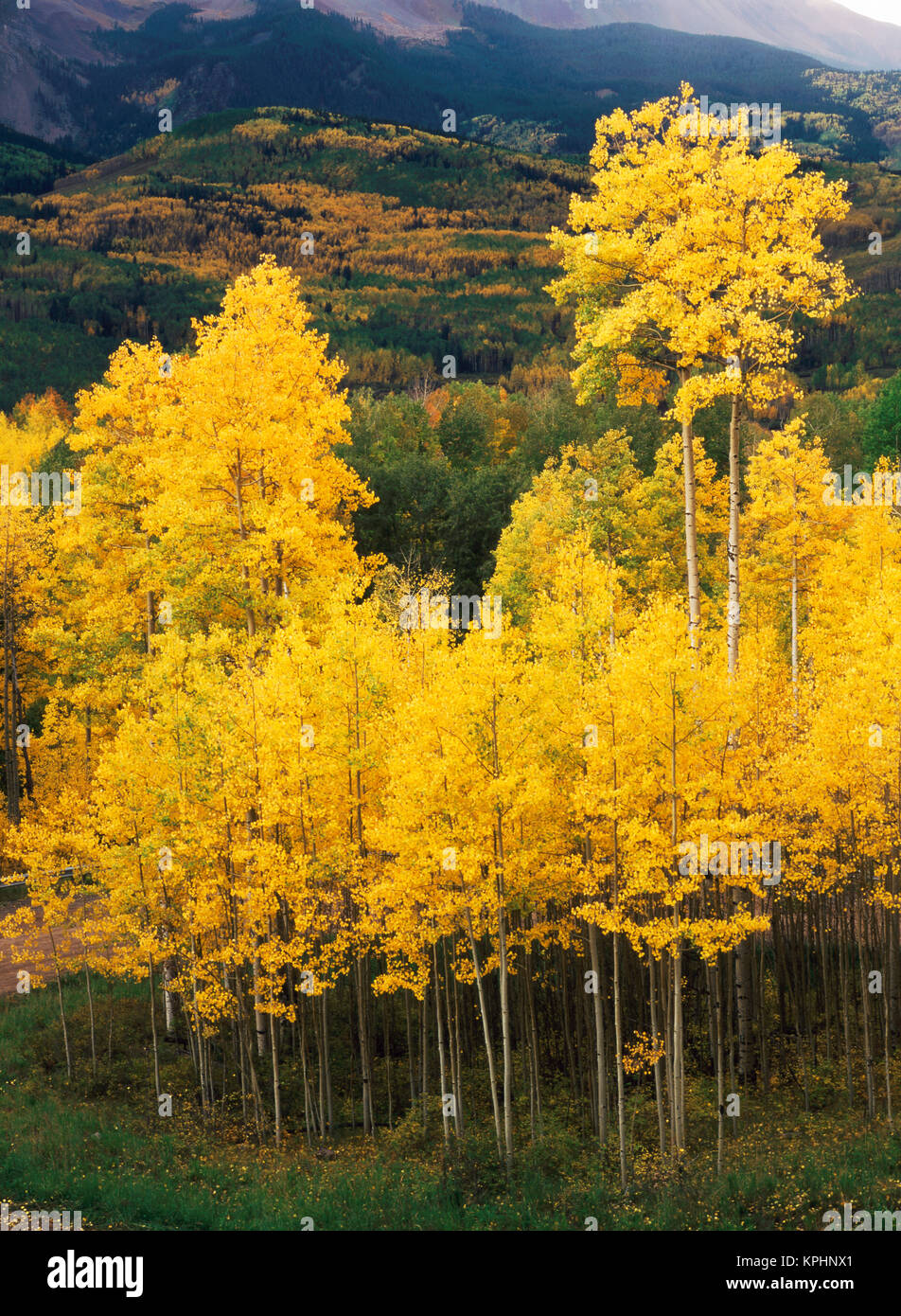 USA, Colorado, Telluride, View of autumn Aspen grove on mountain (Large ...