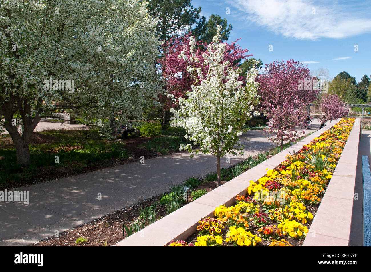 Denver trees flower hi-res stock photography and images - Alamy