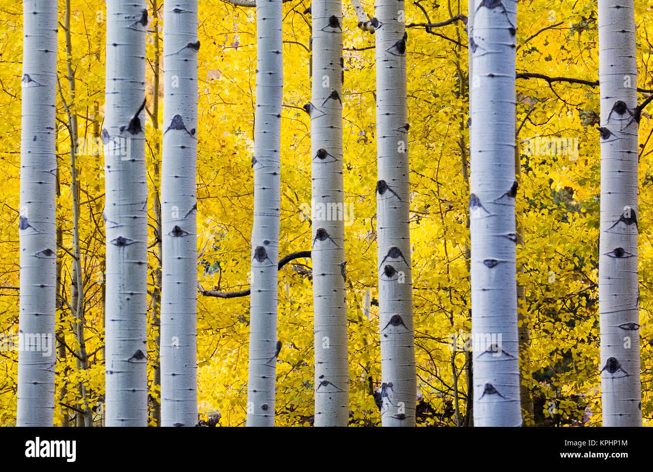 USA, Colorado, Autumn Aspen Stand Near Yankee Boy Basin Stock Photo - Alamy
