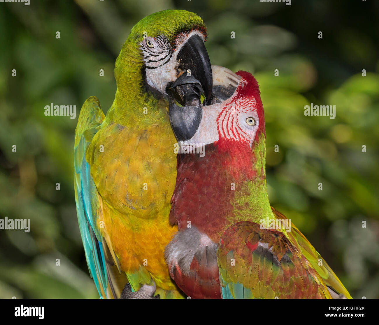 Scarlet macaws ara macao hi-res stock photography and images - Alamy
