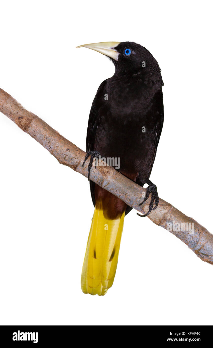 Crested oropendola (Psarocolius decumanus) isolated on white background ...