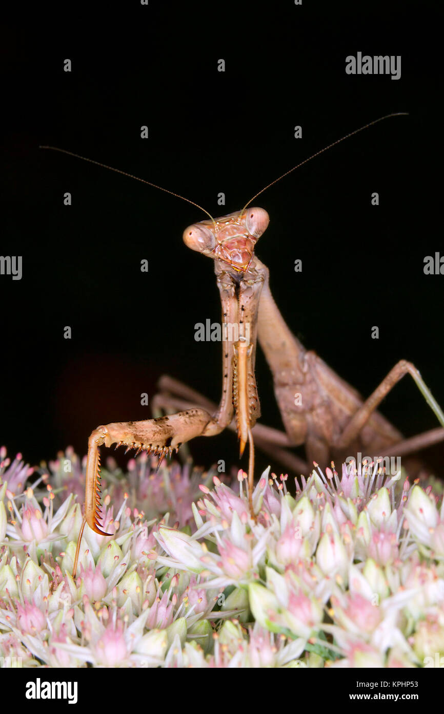 Praying Mantis Waiting For Prey On Flowers Stock Photo - Alamy