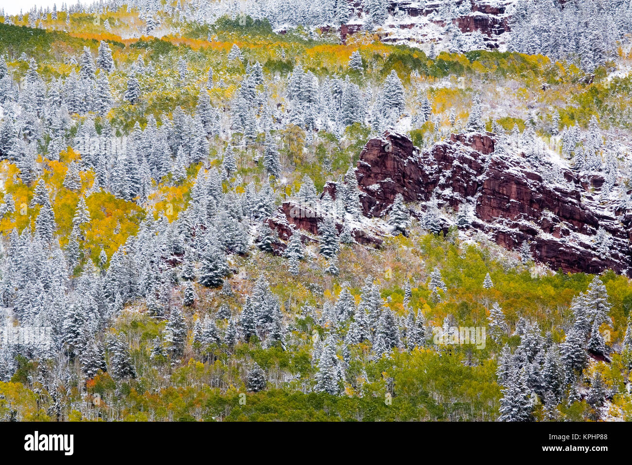 USA, Colorado, First Snow over the Red Cliffs and Aspens of Redstone ...