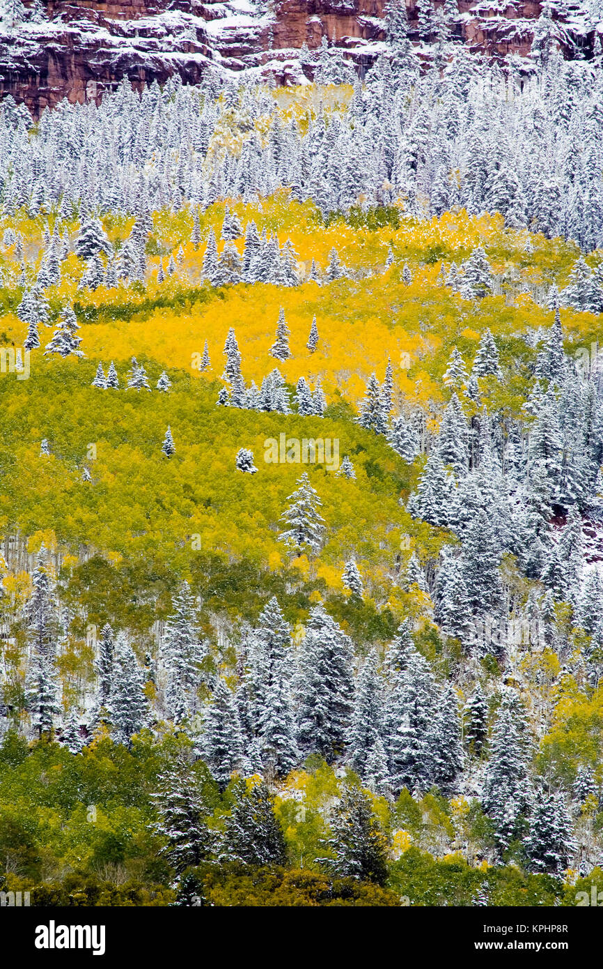 USA, Colorado, First Snow over the Red Cliffs and Aspens of Redstone ...