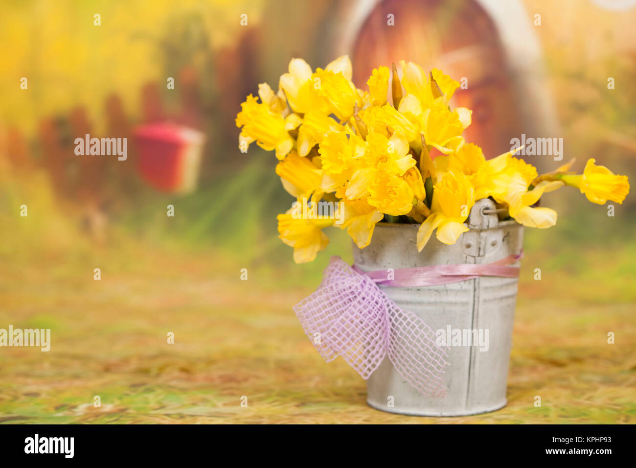 Daffodil in container hi-res stock photography and images - Alamy