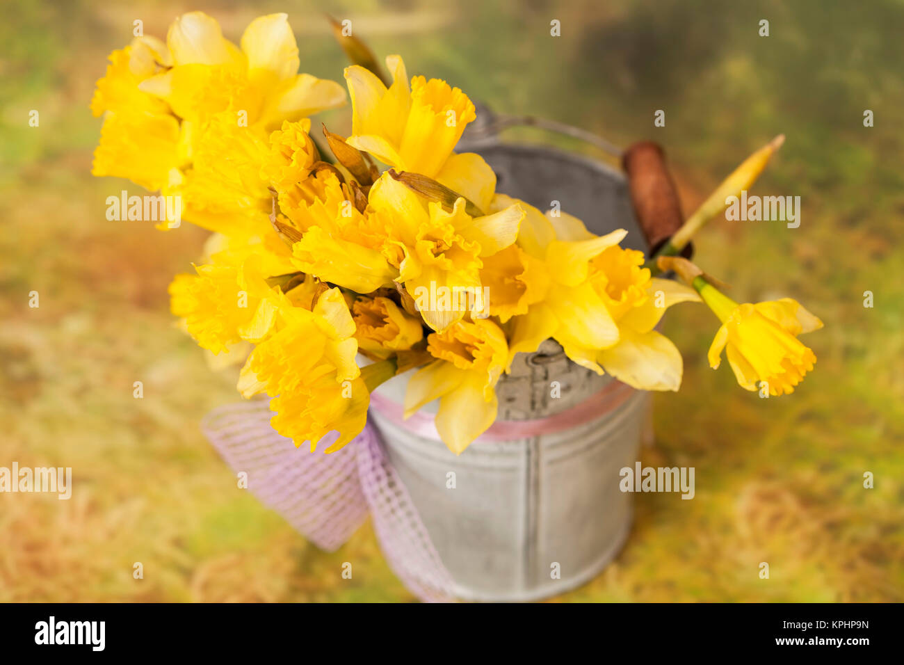 Yellow daffodil flowers in bucket Stock Photo - Alamy