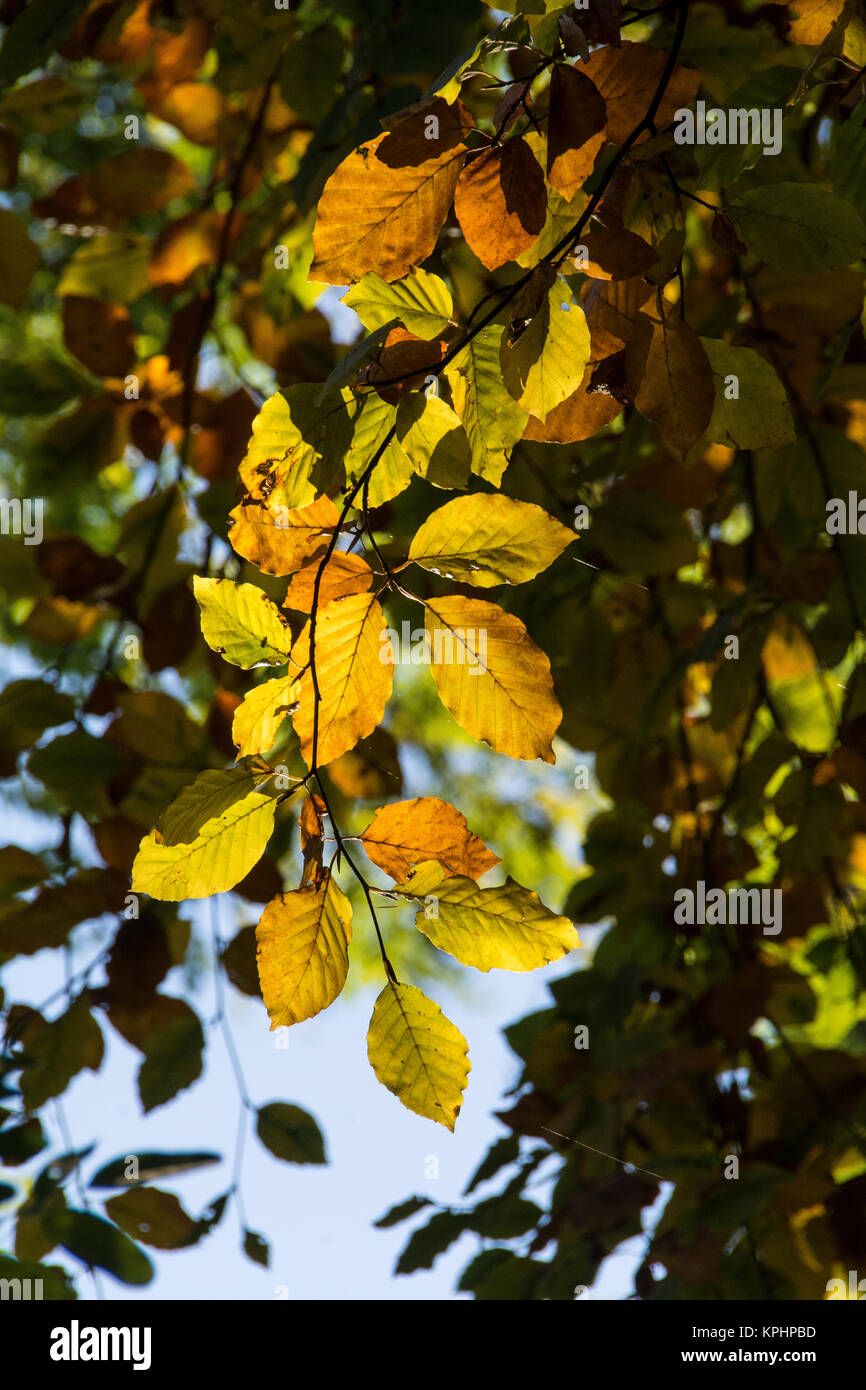 Beech in autumn light Stock Photo - Alamy